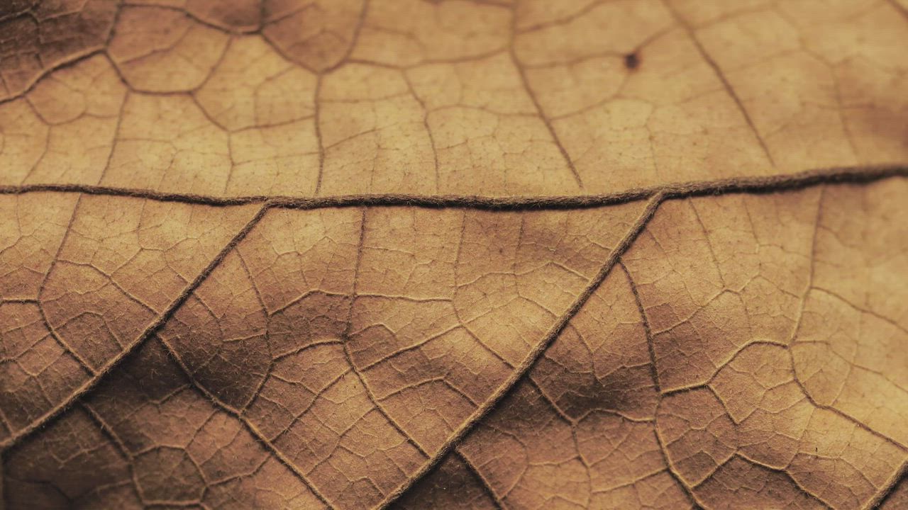 Detailed surface of a dry leaf - Free Stock Video
