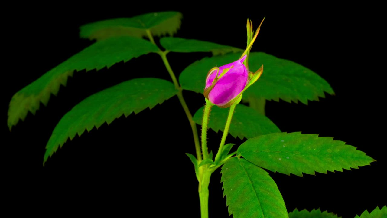 Flower on a plant opening its pink petals - Free Stock Video