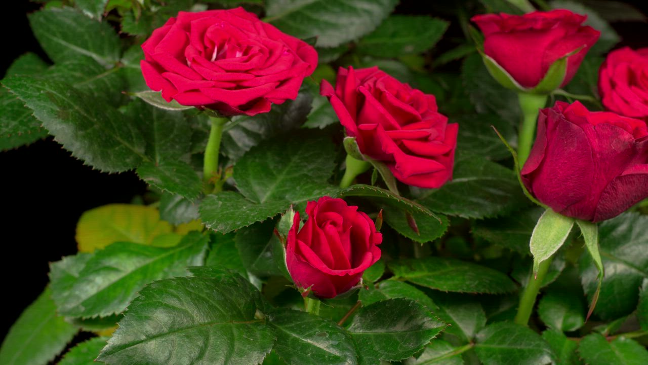 Roses opening their petals on a rosebush - Free Stock Video