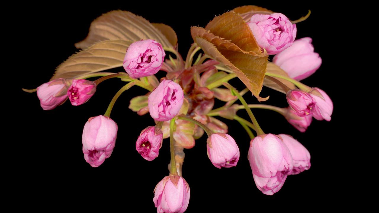 Pink flowers opening their petals at the same time - Free Stock Video