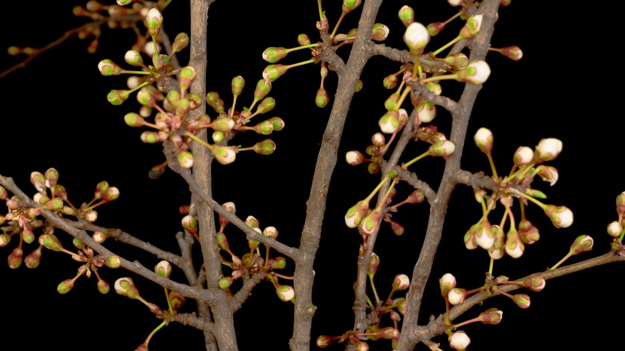White flowers sprouting from the branches of a tree - Free Stock Video