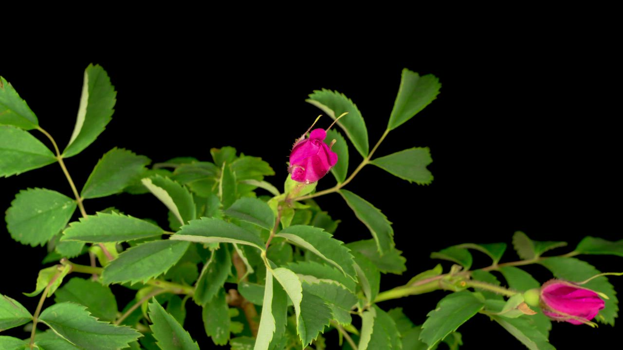 Pink flowers opening their petals on a black background - Free Stock Video