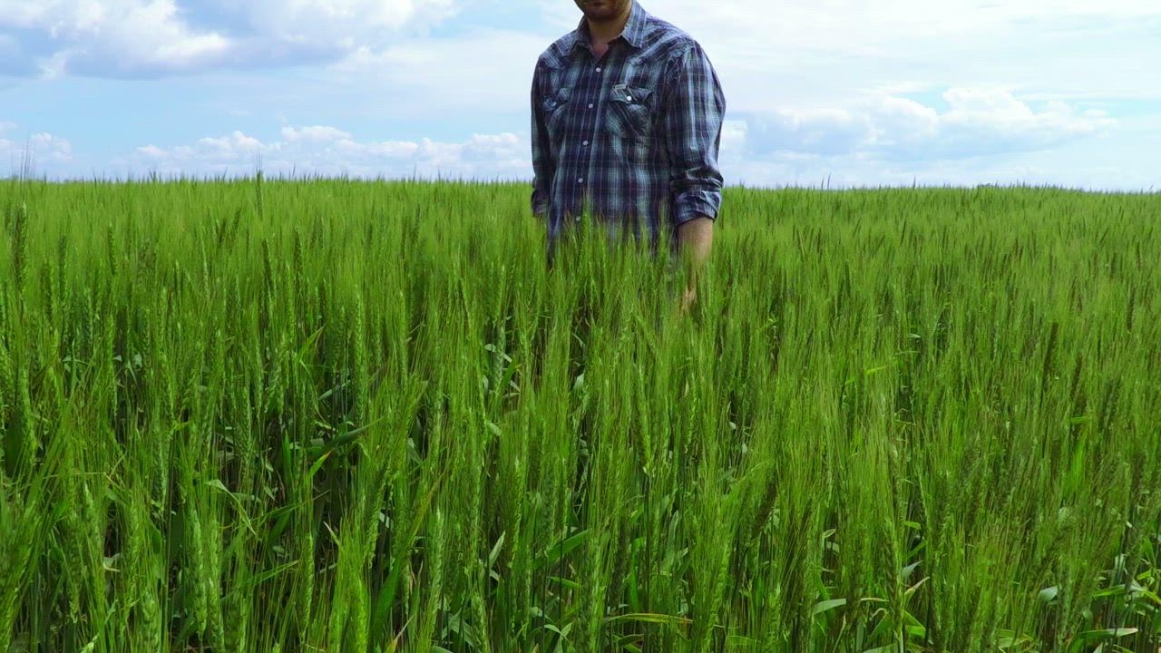 Peasant walking through a wheat field - Free Stock Video