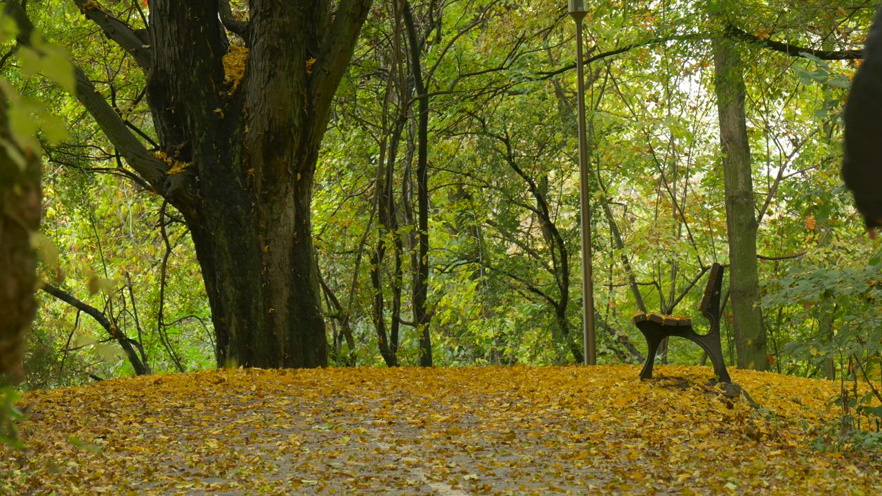 Person walking through a forest in autumn - Free Stock Video