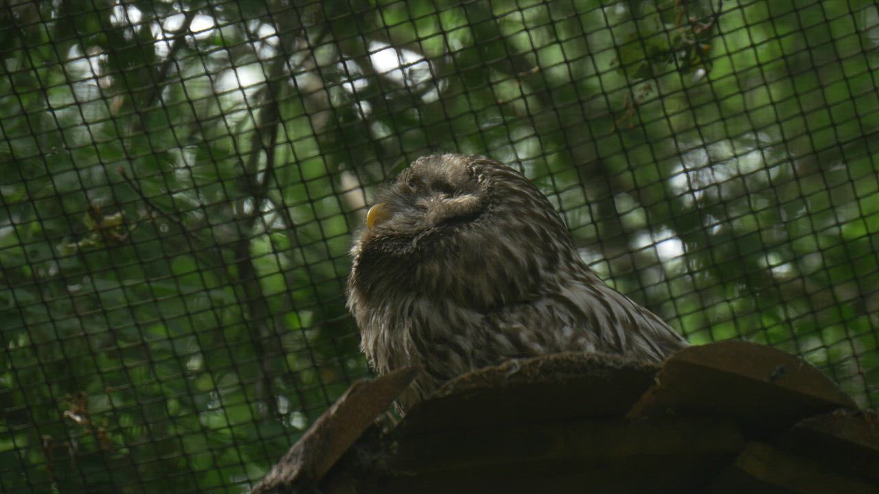 Owl inside a cage in nature - Free Stock Video