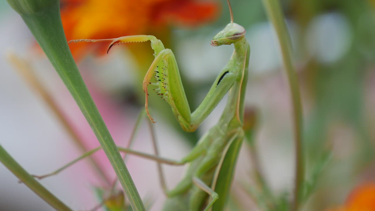 Praying mantis climbing up a plant - Free Stock Video