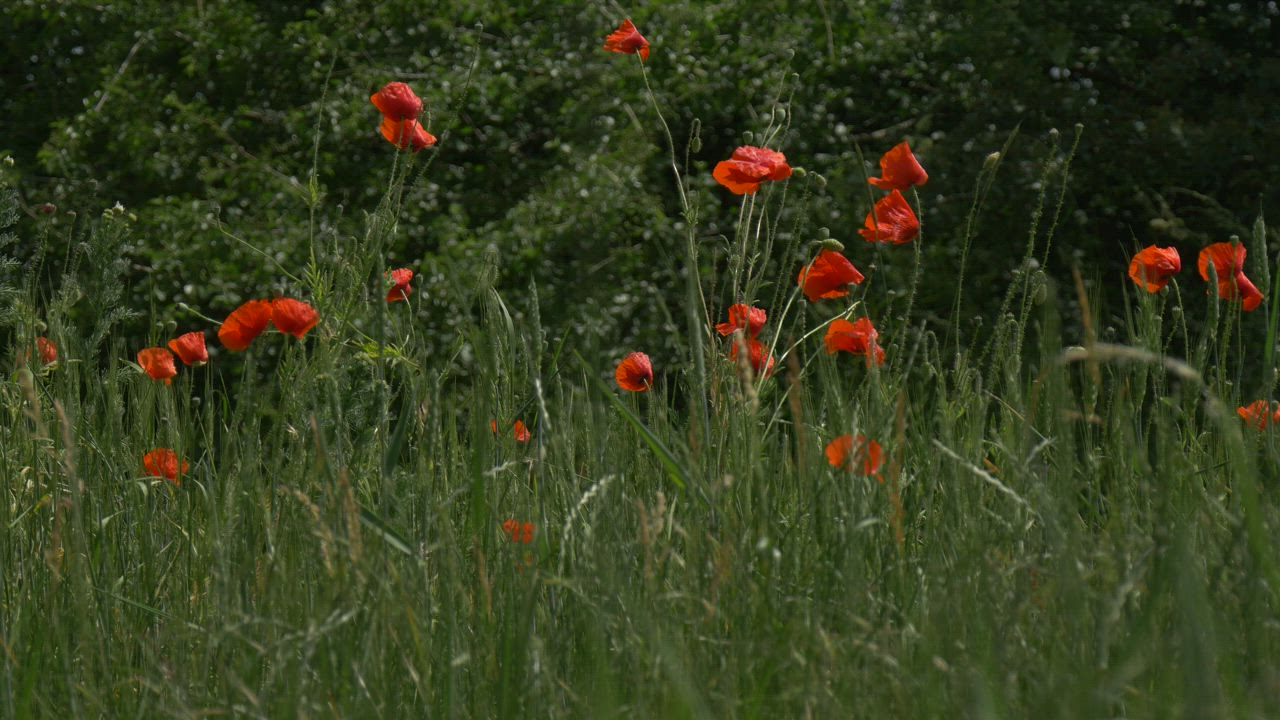 Flowering plants among the grass in nature - Free Stock Video