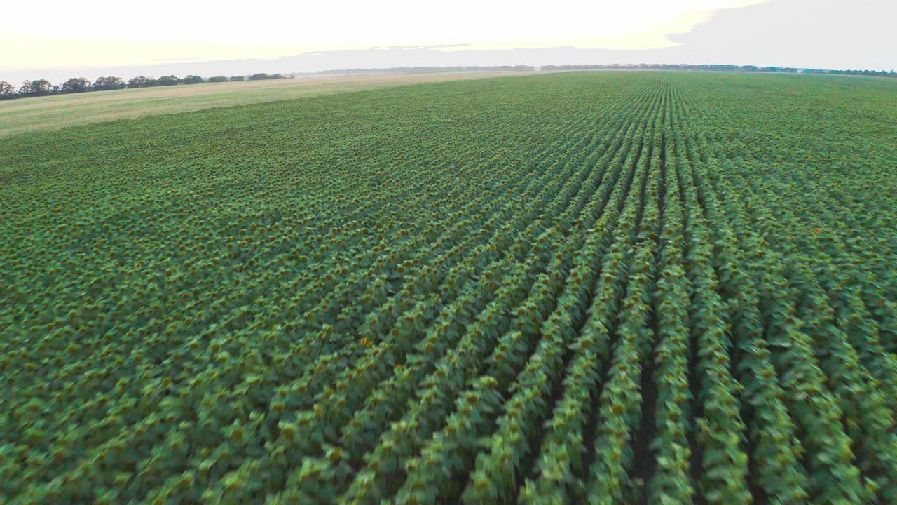 Aerial panorama of a gigantic field of crops - Free Stock Video