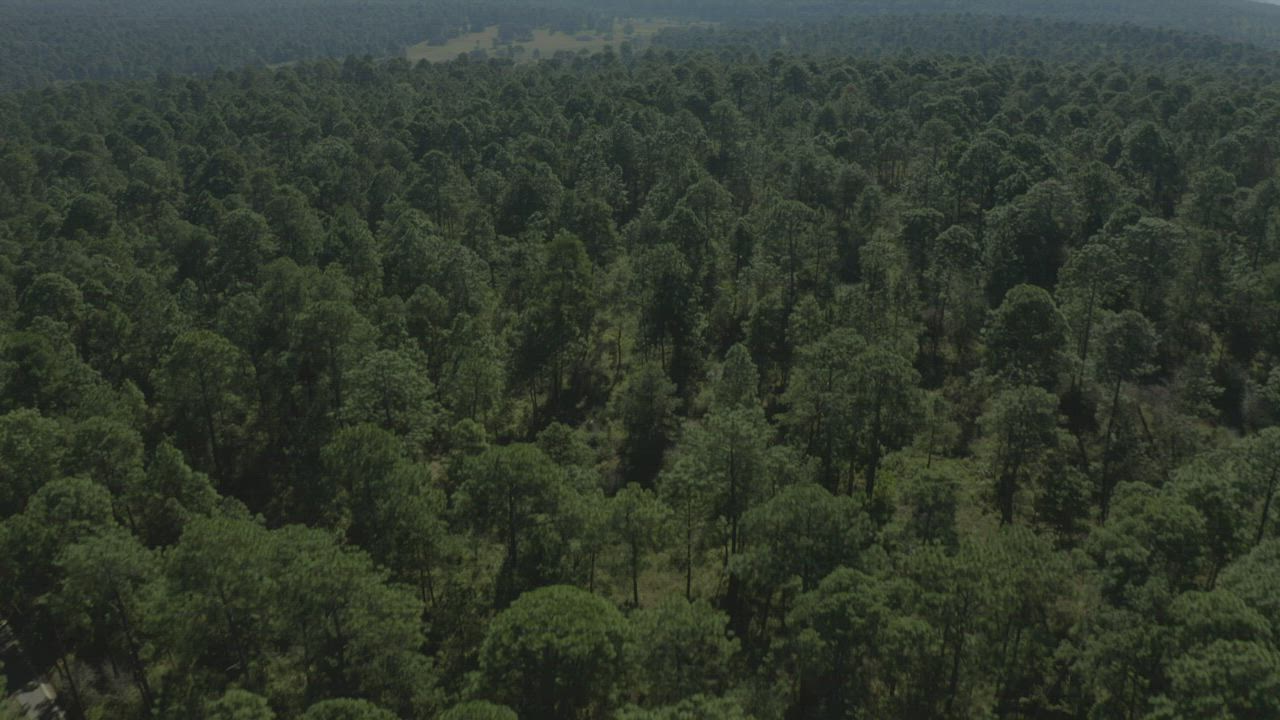 Large forest of abundant trees from above - Free Stock Video