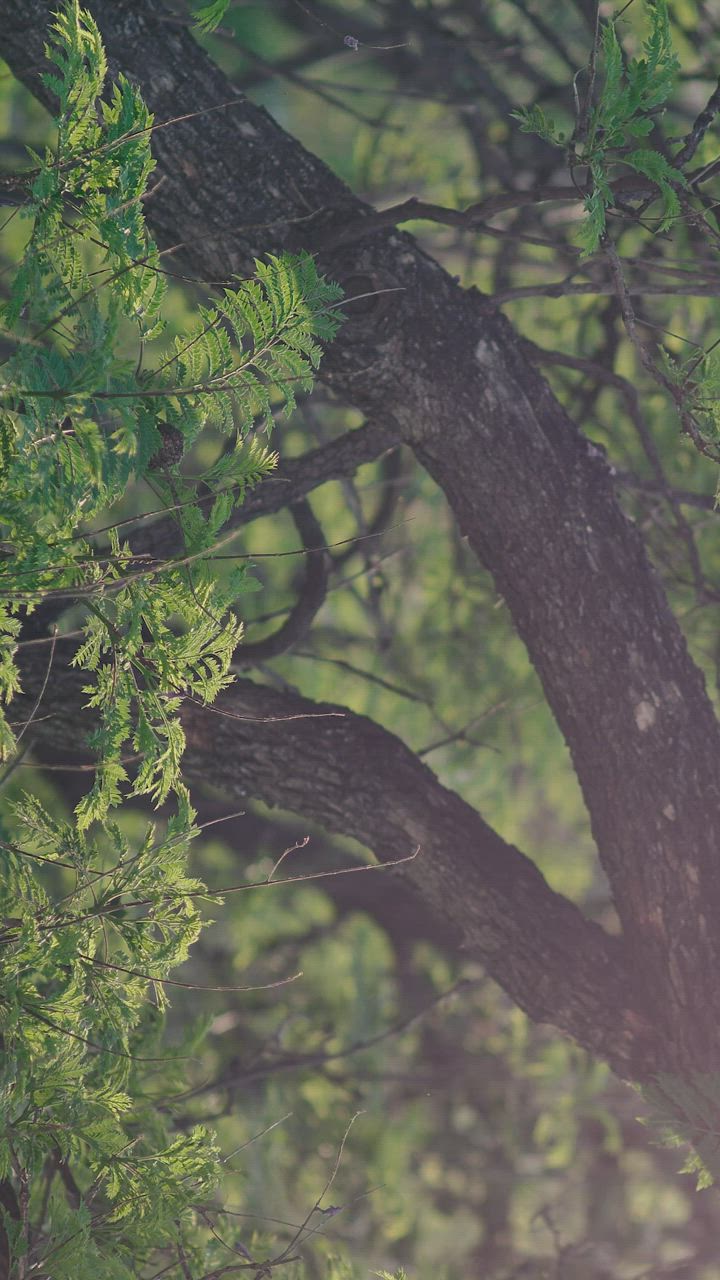 Tree branches and leaves close up - Free Stock Video