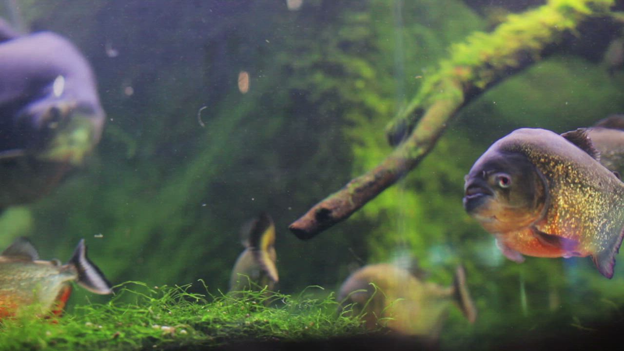 Tropical freshwater fish and moss in a tank - Free Stock Video