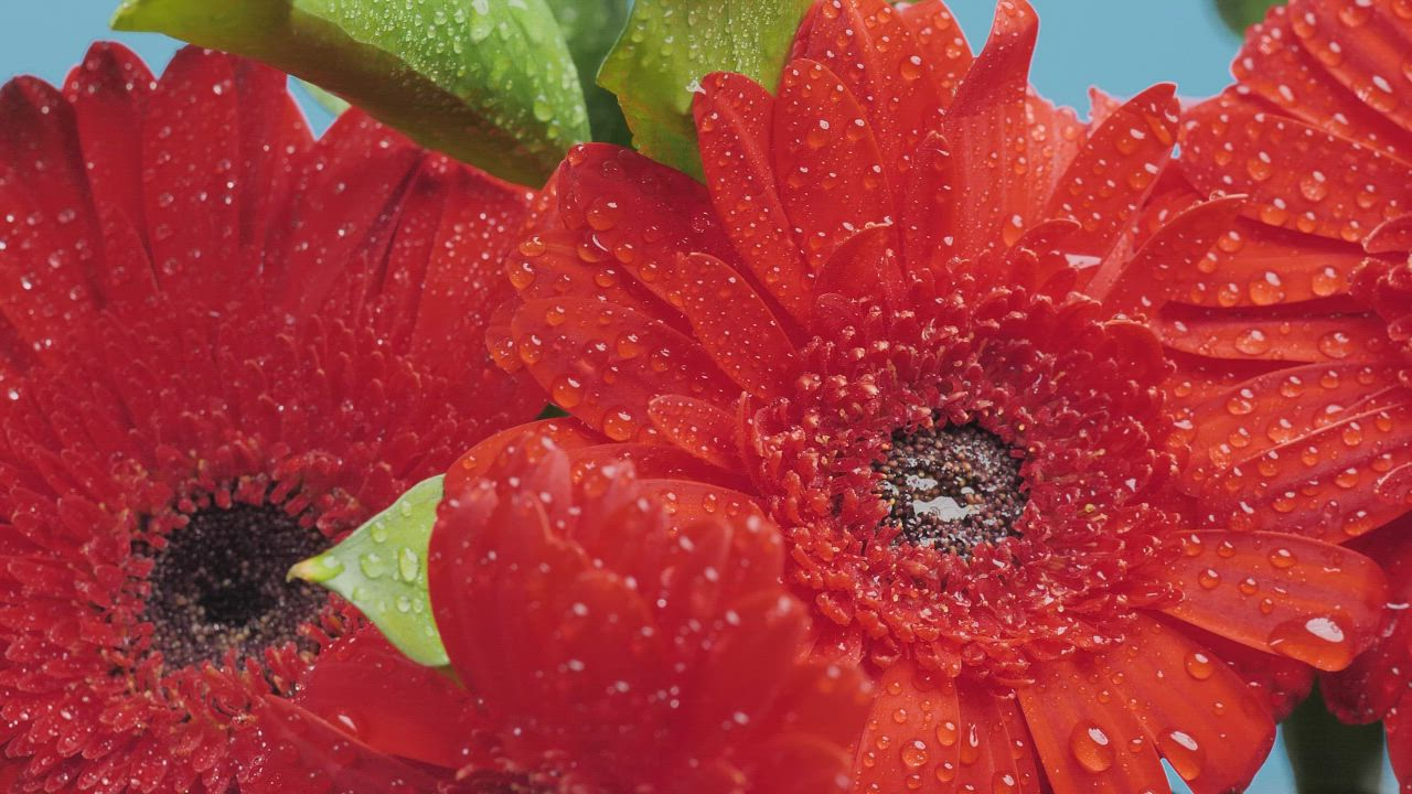 Beautiful wet flowers in a macro shot - Free Stock Video