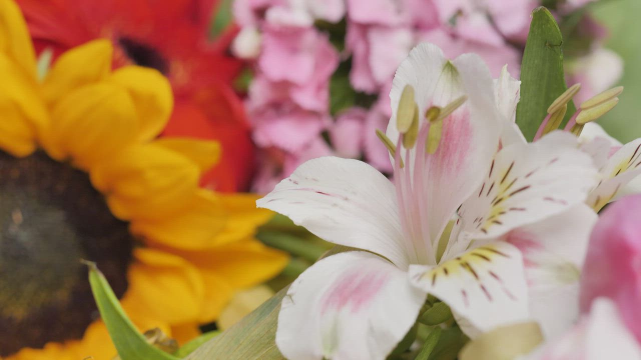 Different types of flowers, close up shot - Free Stock Video