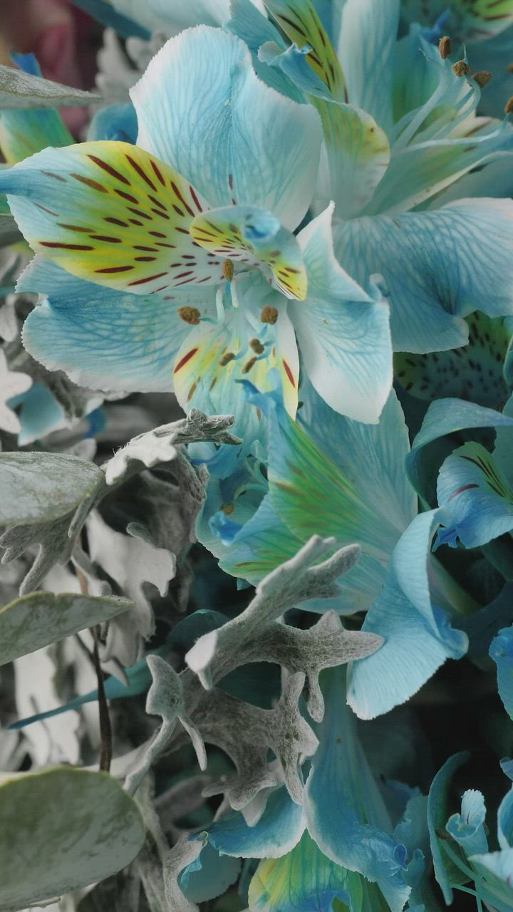 Beautiful texture of blue flowers - Free Stock Video