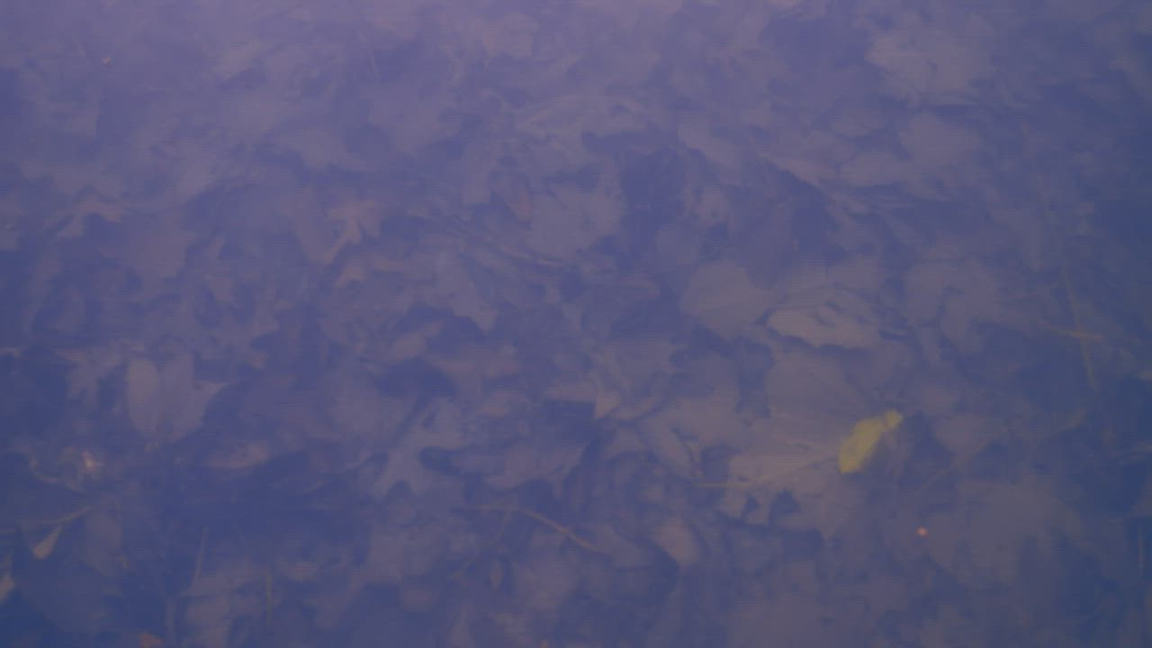 Background texture of a lake covered in fallen Autumn leaves - Free ...