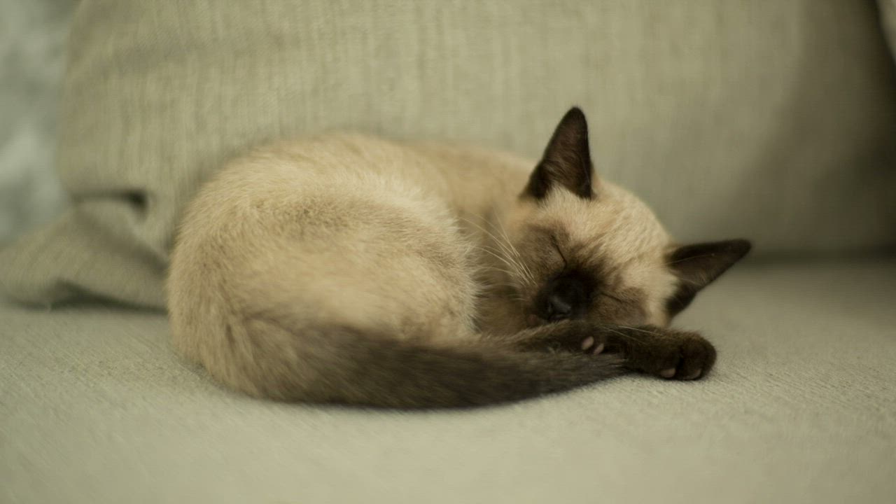 Cat taking a nap - Free Stock Video