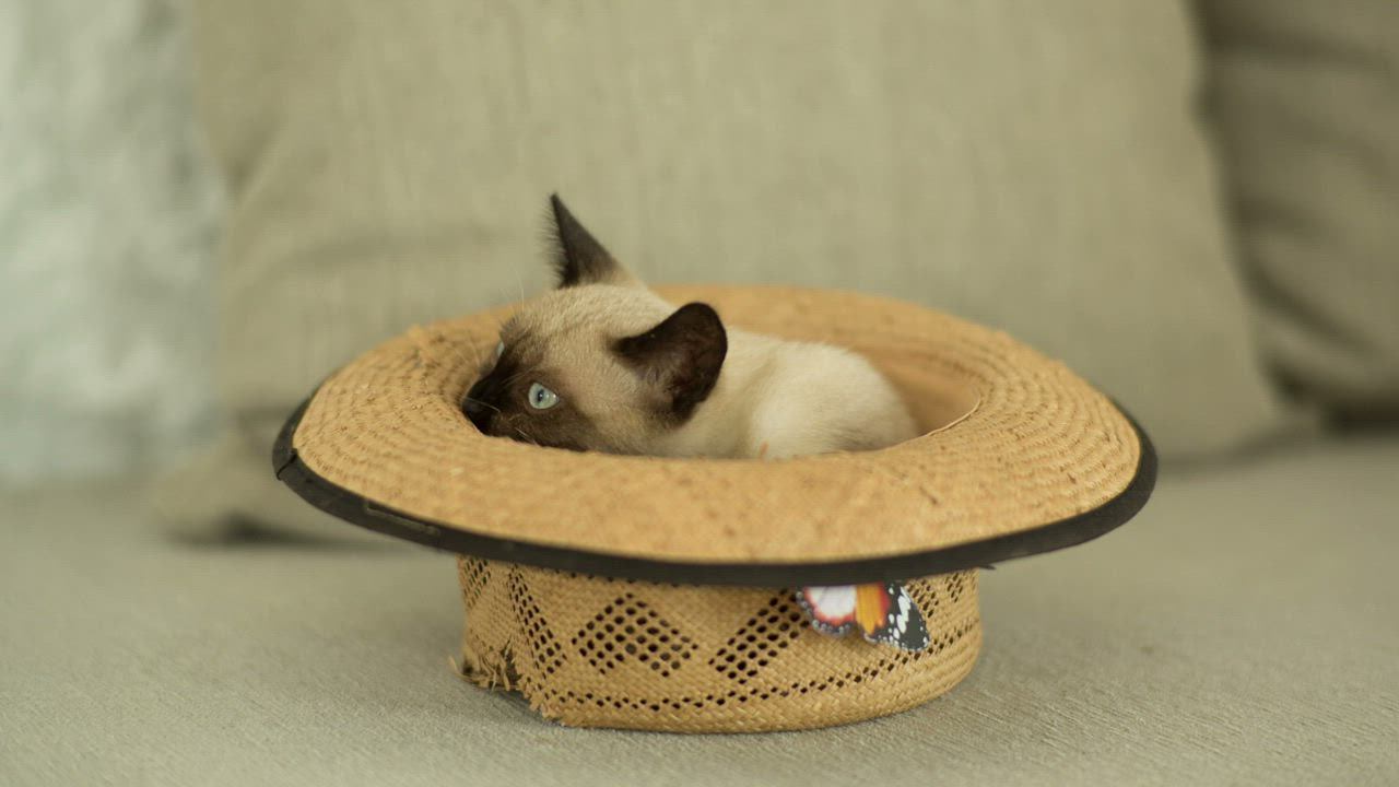Siamese cat inside a hat - Free Stock Video