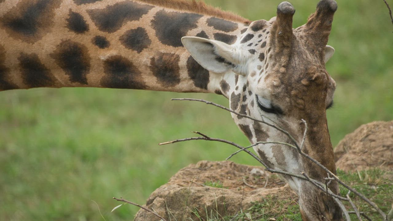 Giraffe eating - Free Stock Video
