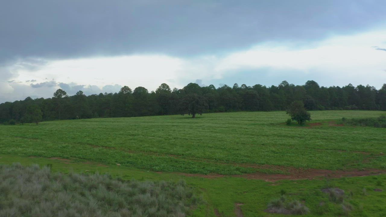 Aerial tour of a meadow in a large forest - Free Stock Video
