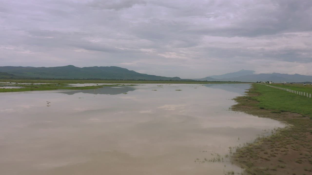 Birds flying low over a lake in a meadow - Free Stock Video
