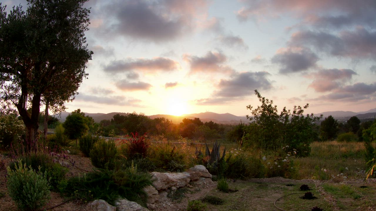 Sun setting over a garden - Free Stock Video