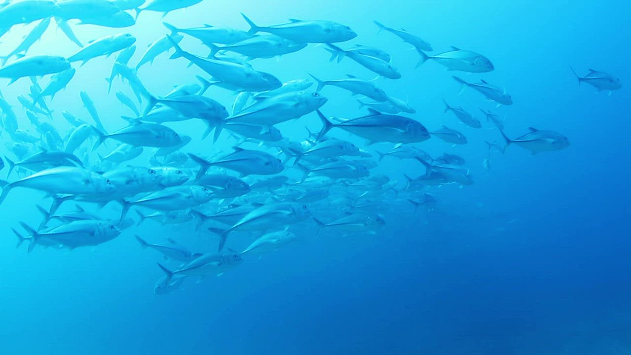 School of fish swimming - Free Stock Video