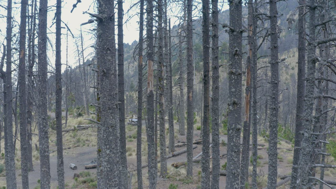 Flying through the trees of a forest - Free Stock Video