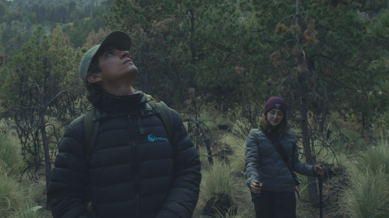 Couple exploring a forest - Free Stock Video