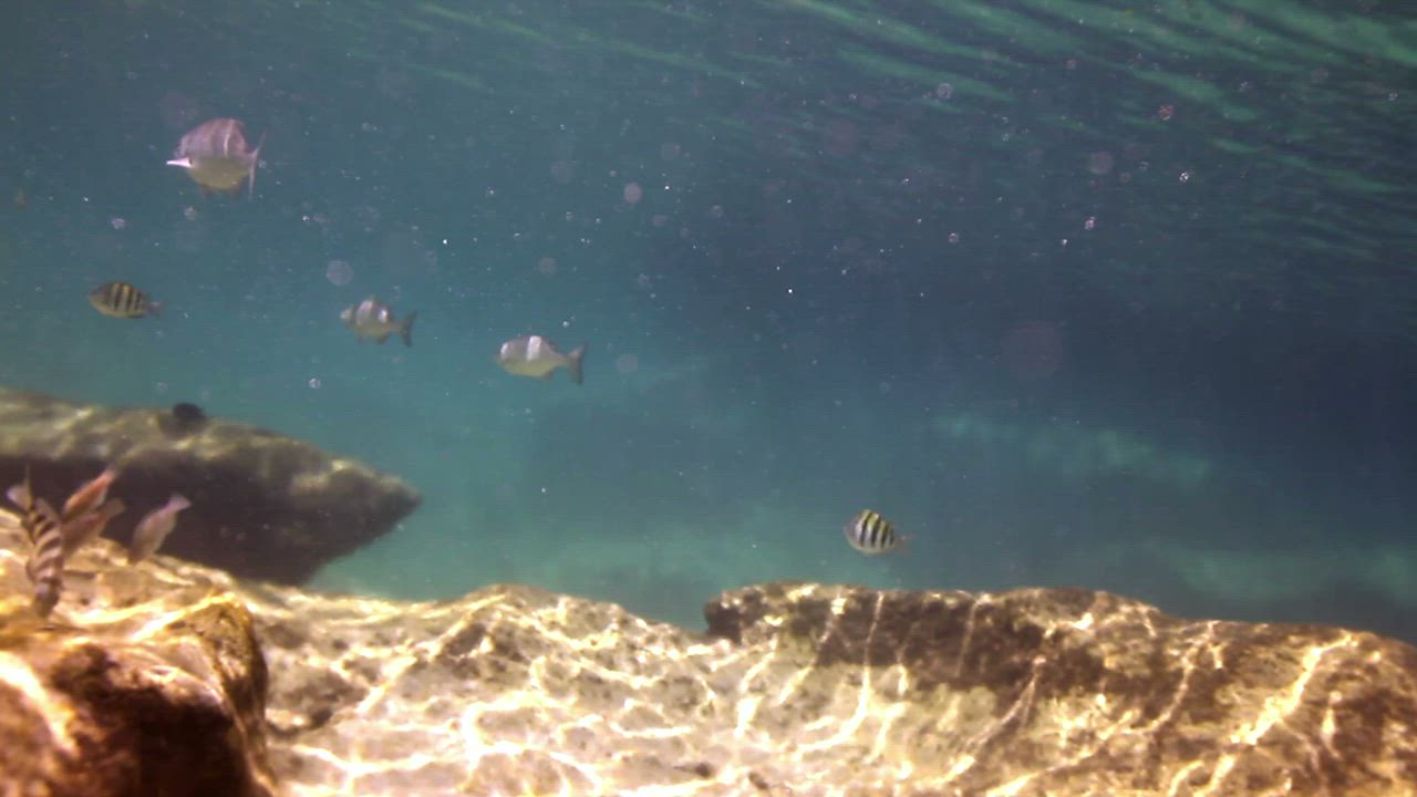 Reef with fish swimming - Free Stock Video