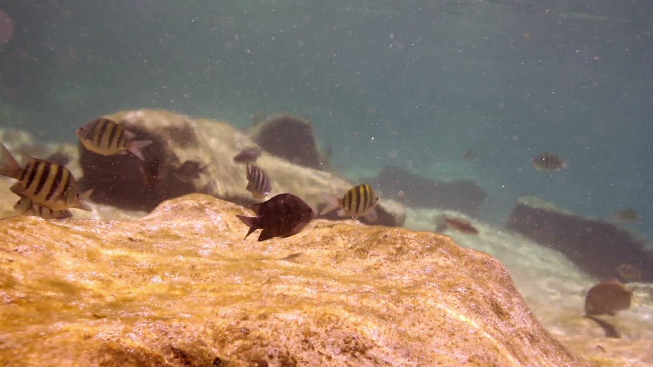Fish swimming on a reef near a rock - Free Stock Video