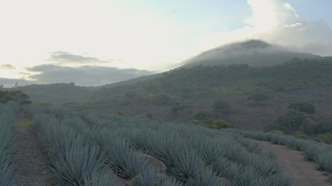 Natural landscape seen from an agave field - Free Stock Video