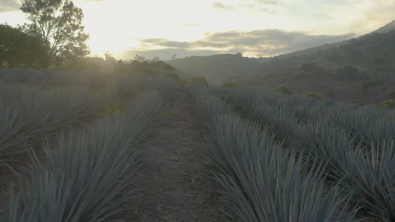 Sunset from an agave field in nature - Free Stock Video