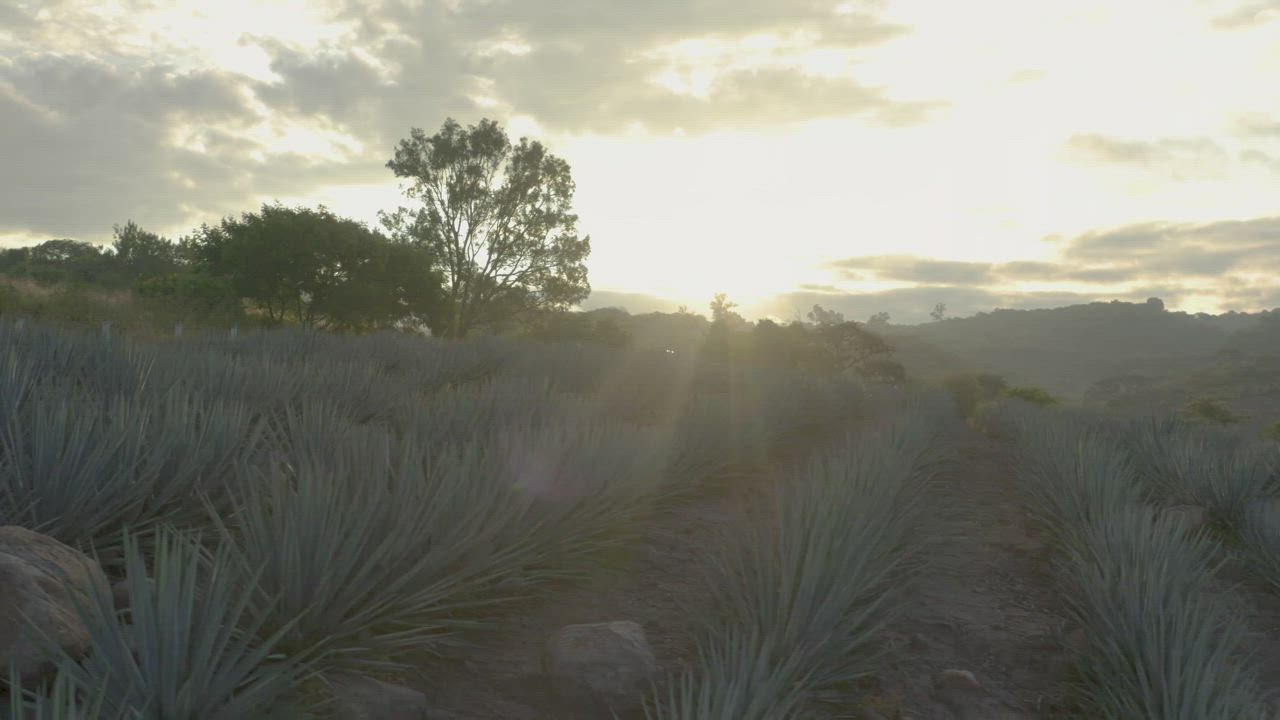 Natural landscape at sunset from an agave field - Free Stock Video