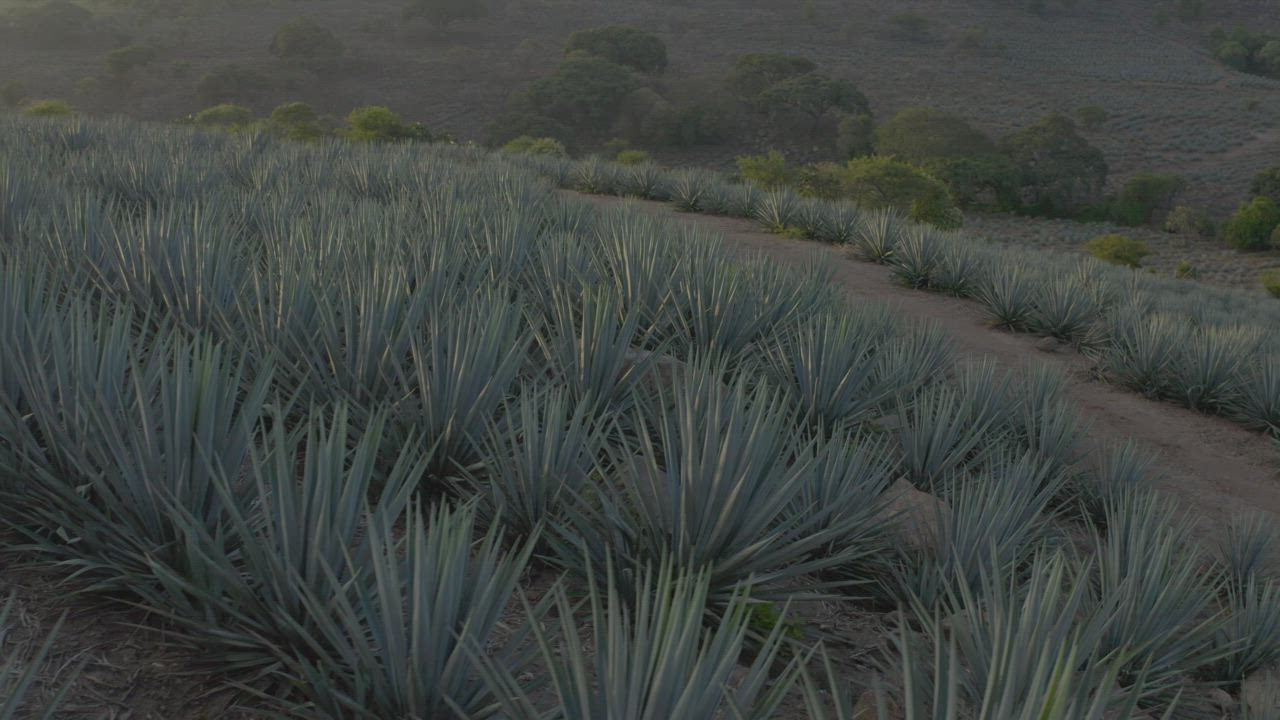 Sunset from an agave field - Free Stock Video