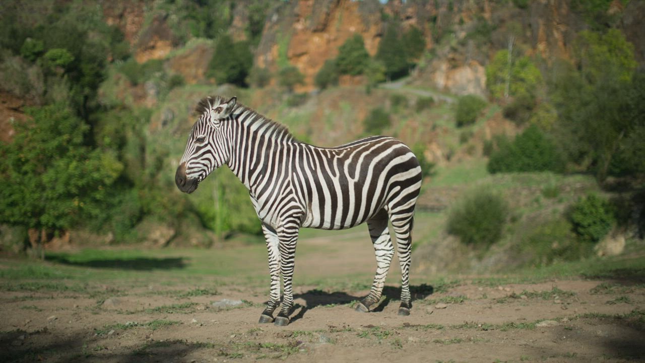 A standing zebra - Free Stock Video