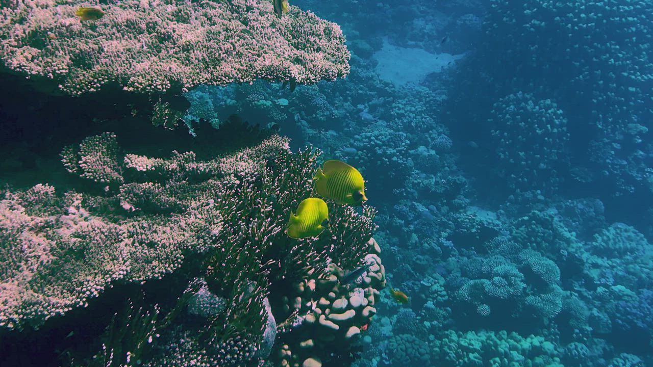 Beautiful coral reef with exotic reef fish - Free Stock Video