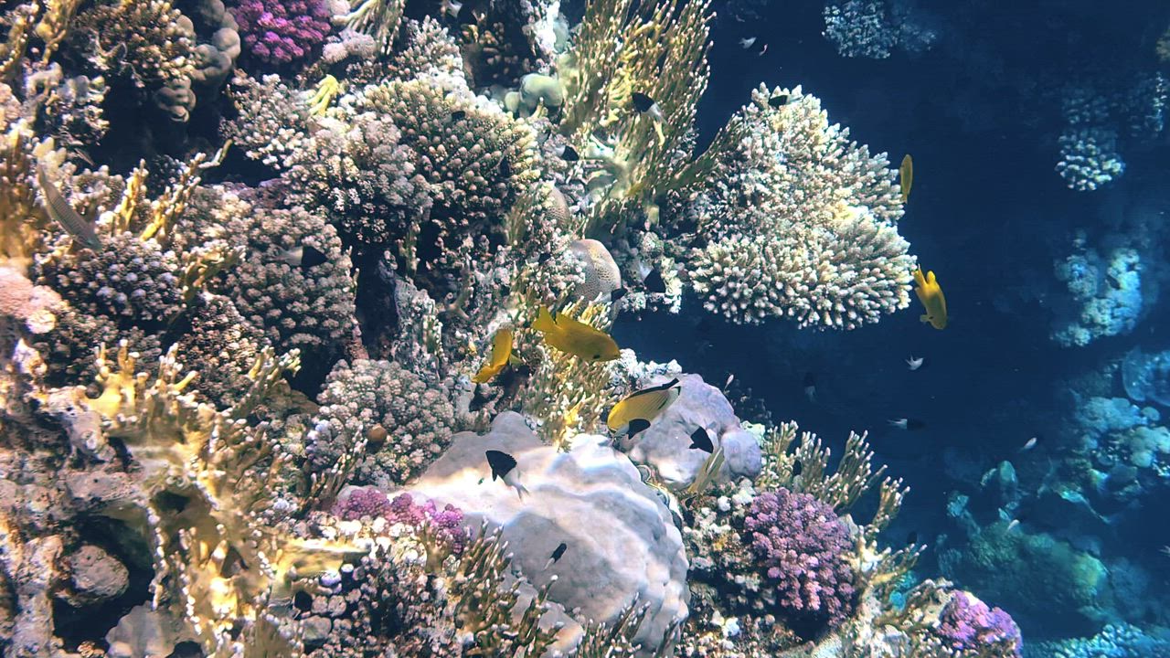 Busy sea life along a coral reef in the tropics - Free Stock Video