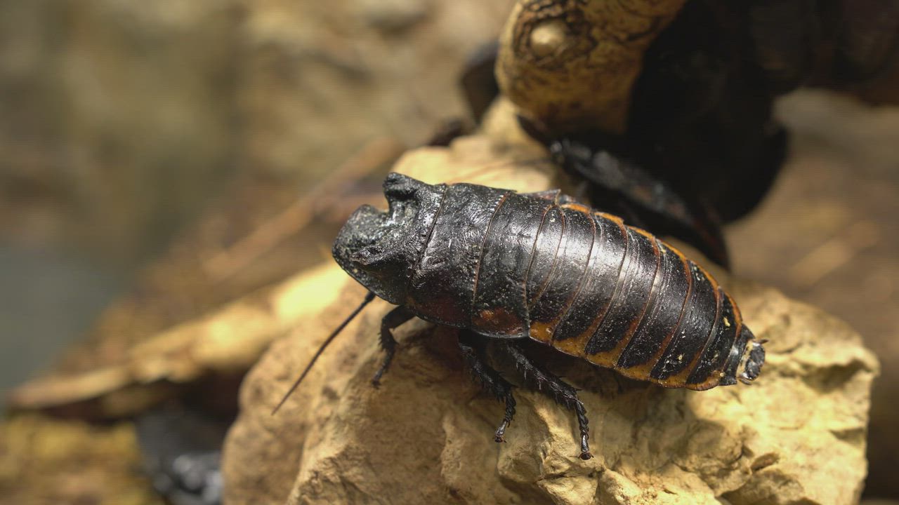 Large insect crawling along rocky ground cover - Free Stock Video