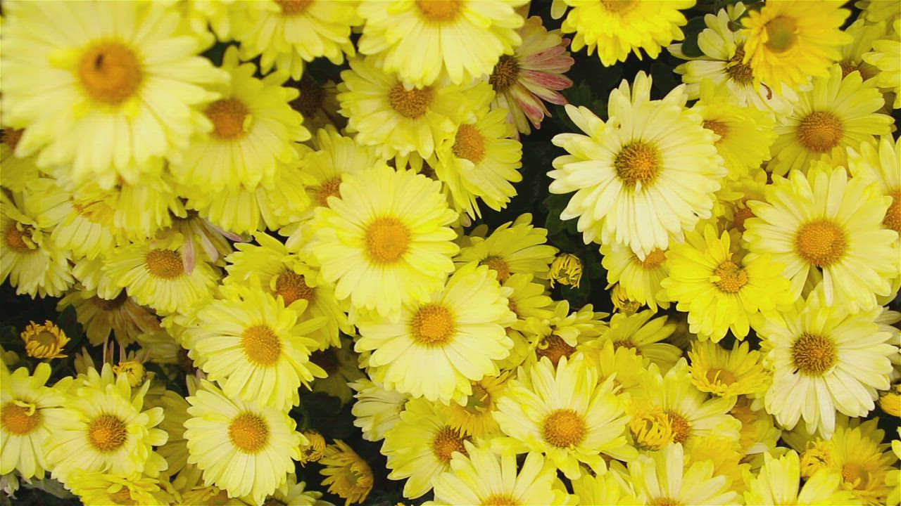 Close up shot of a field of beautiful yellow daisies - Free Stock Video