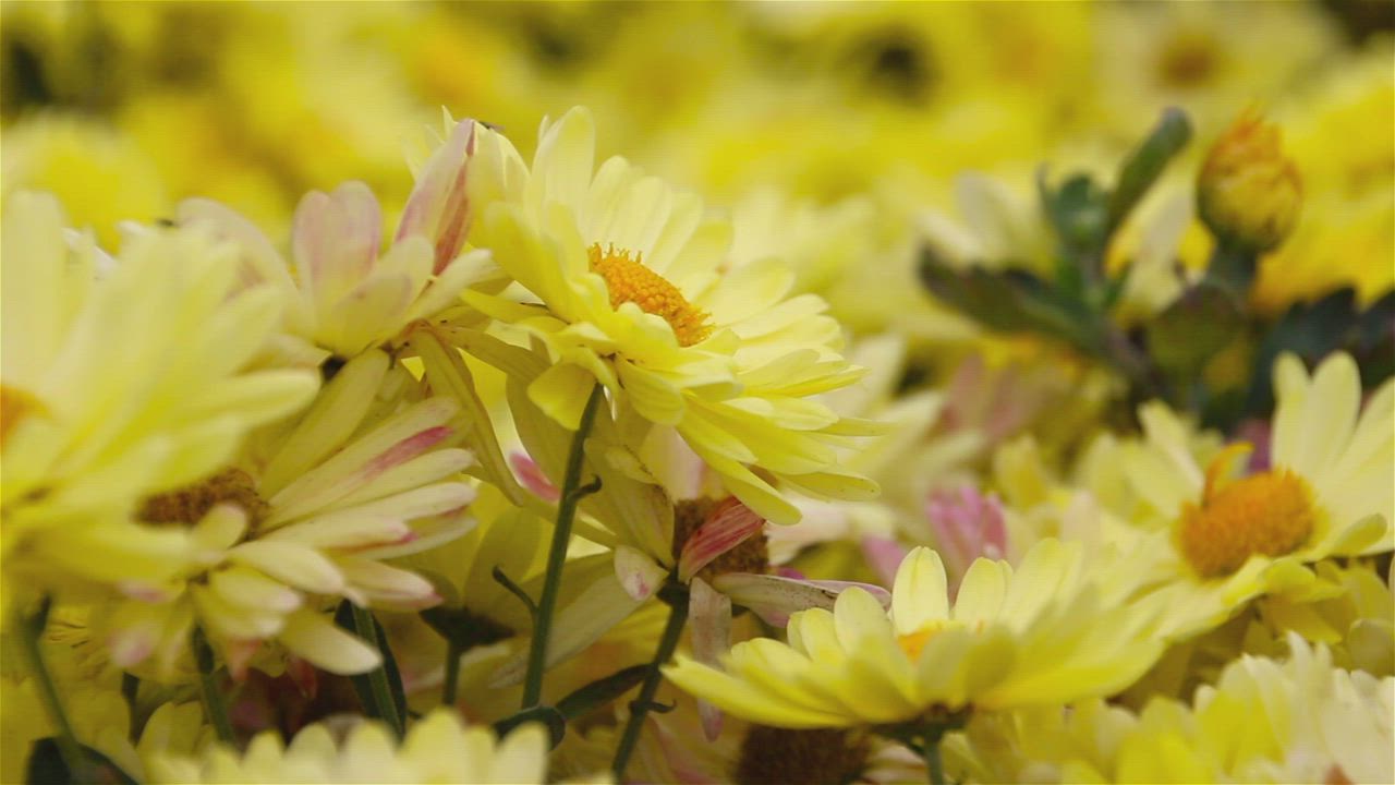 Yellow daisy flowers on a sunny day - Free Stock Video
