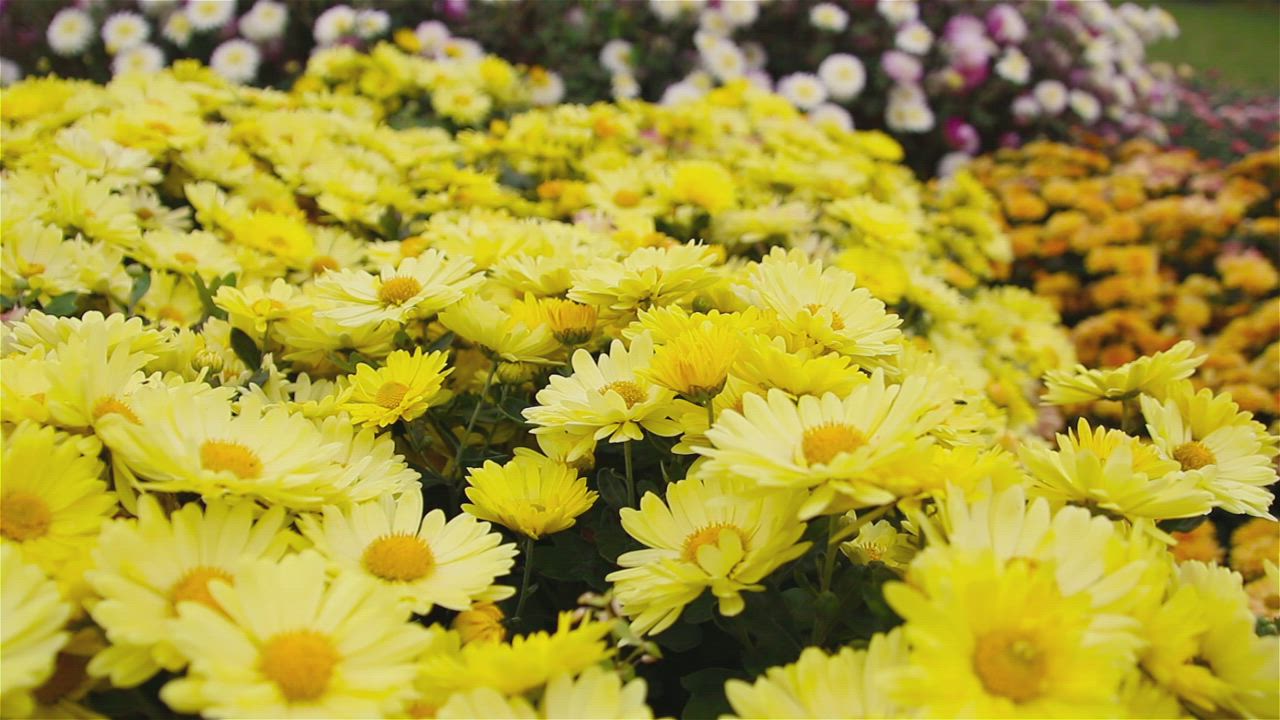 A lovely patch of different coloured flowers in a garden - Free Stock Video