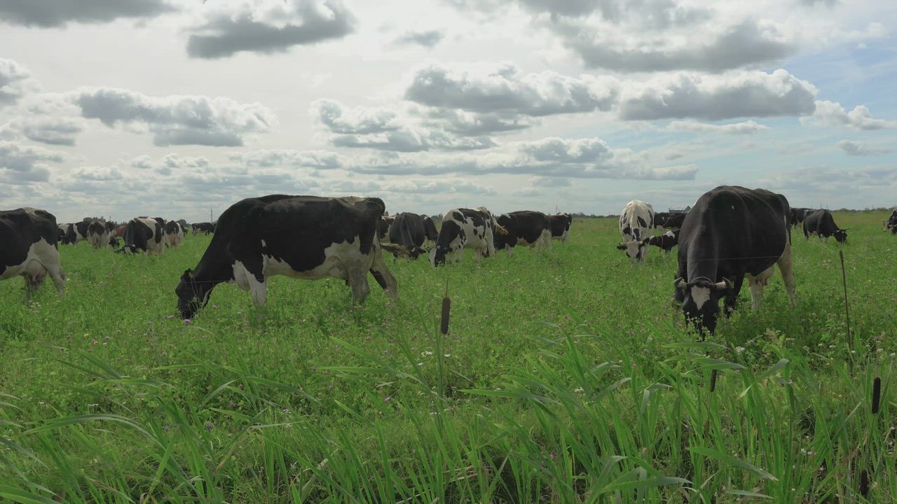 Cows grazing in a paddock on a windy day - Free Stock Video
