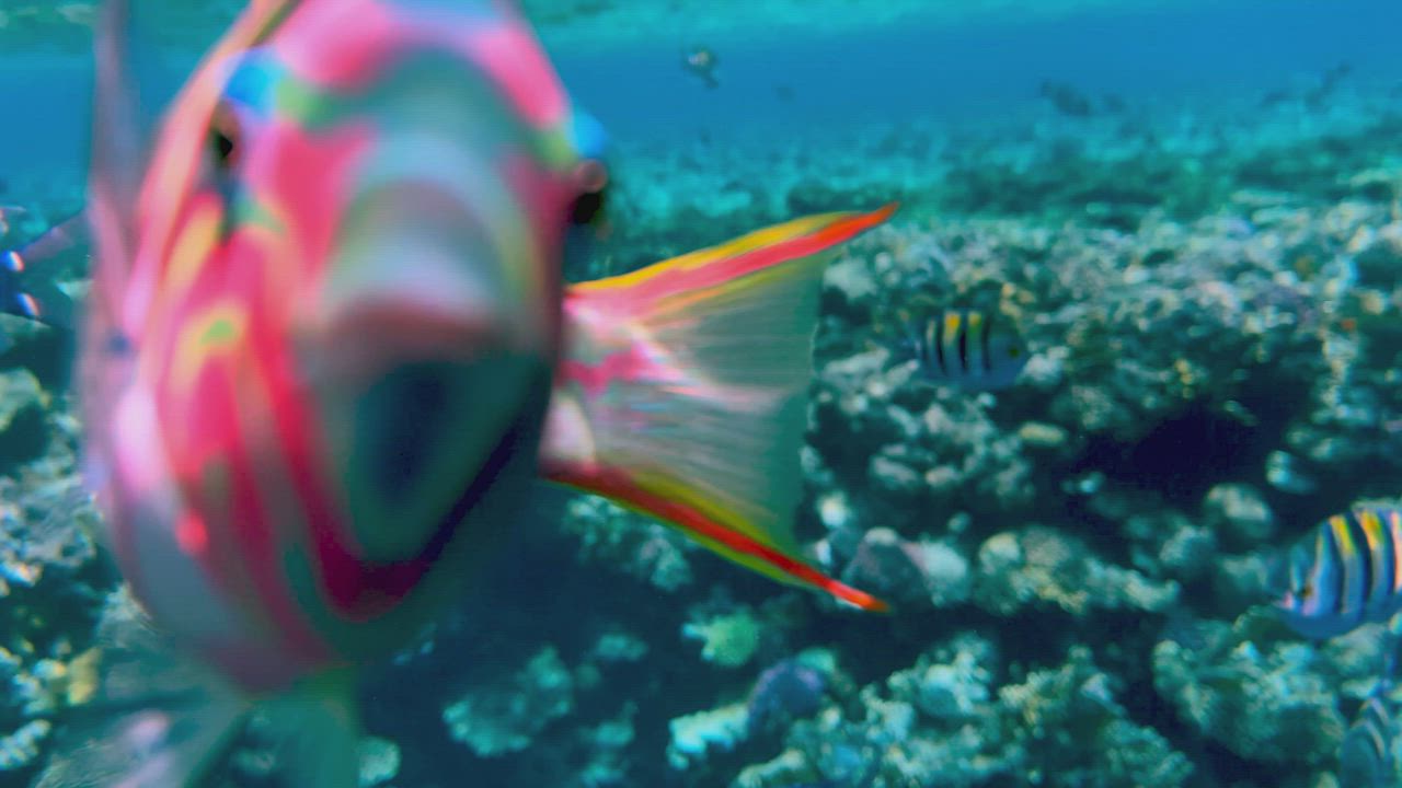 Brightly coloured tropical fish swims up close to camera on a reef ...