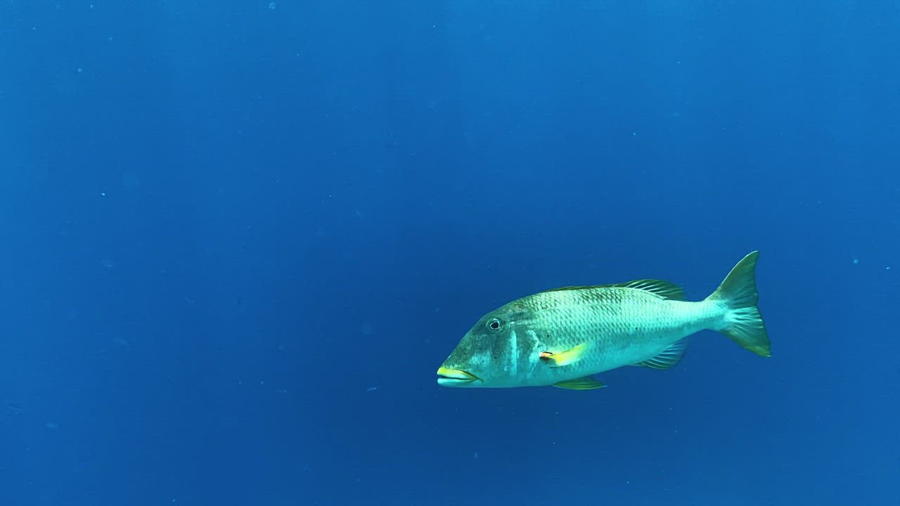 Big fish swims slowly across the expansive blue ocean - Free Stock Video