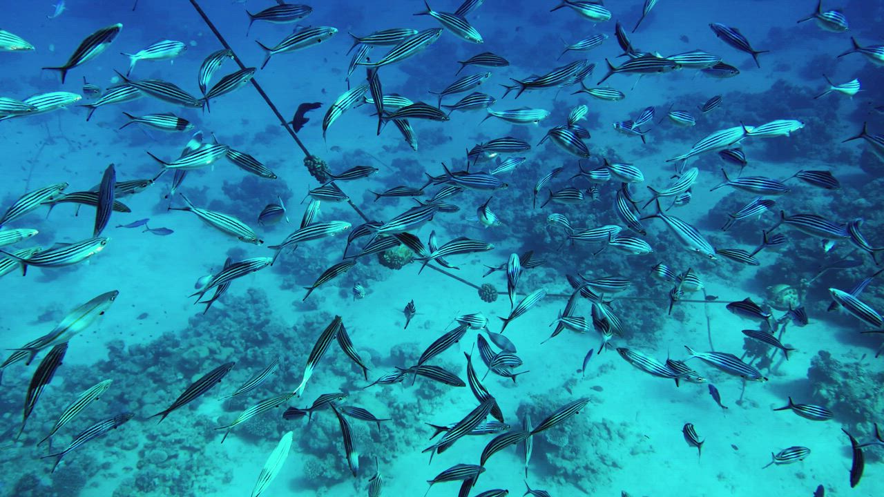 A large school of fish swim haphazardly along the seabed - Free Stock Video