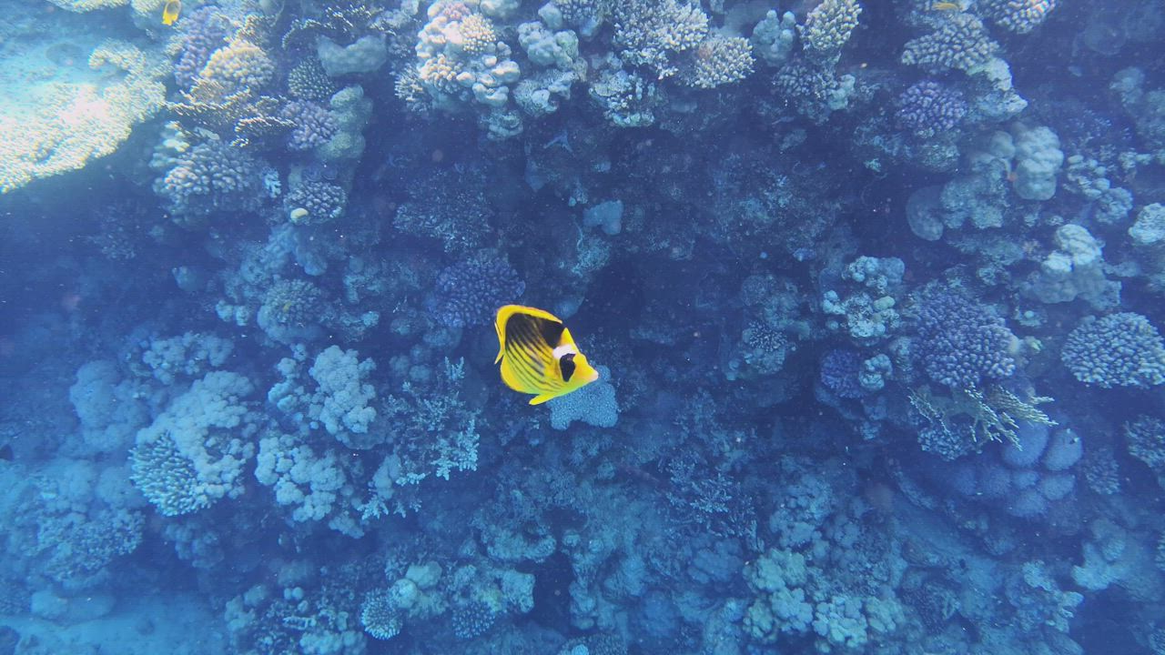 A small lone yellow fish swims along a coral reef - Free Stock Video