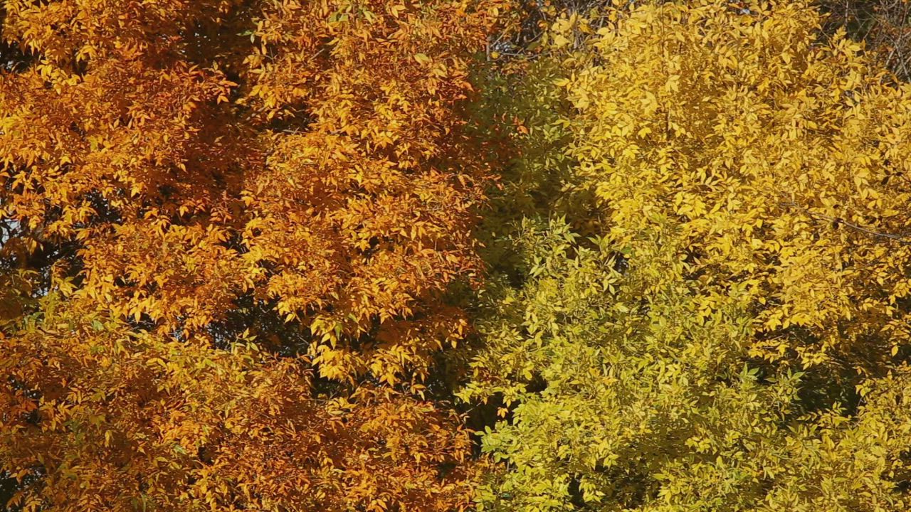 Oak trees from above with autumn orange leaves - Free Stock Video