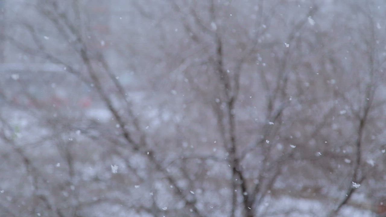 Snow falling in winter around bare trees - Free Stock Video