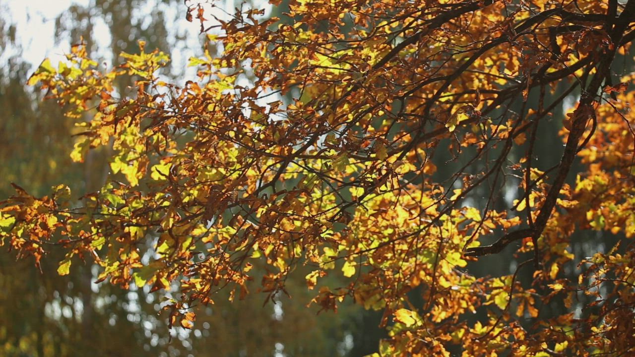 Seasons change in autumn on an oak tree - Free Stock Video