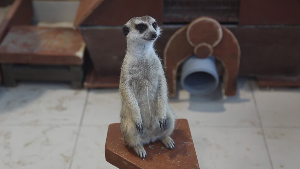 Meerkat perched on a stool looking around - Free Stock Video